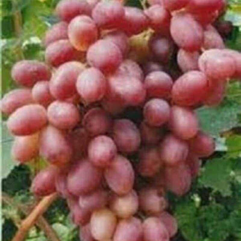 Jual Anggur Hijau Import 💯 Harga Murah & Kualitas Terbaik Februari 2025