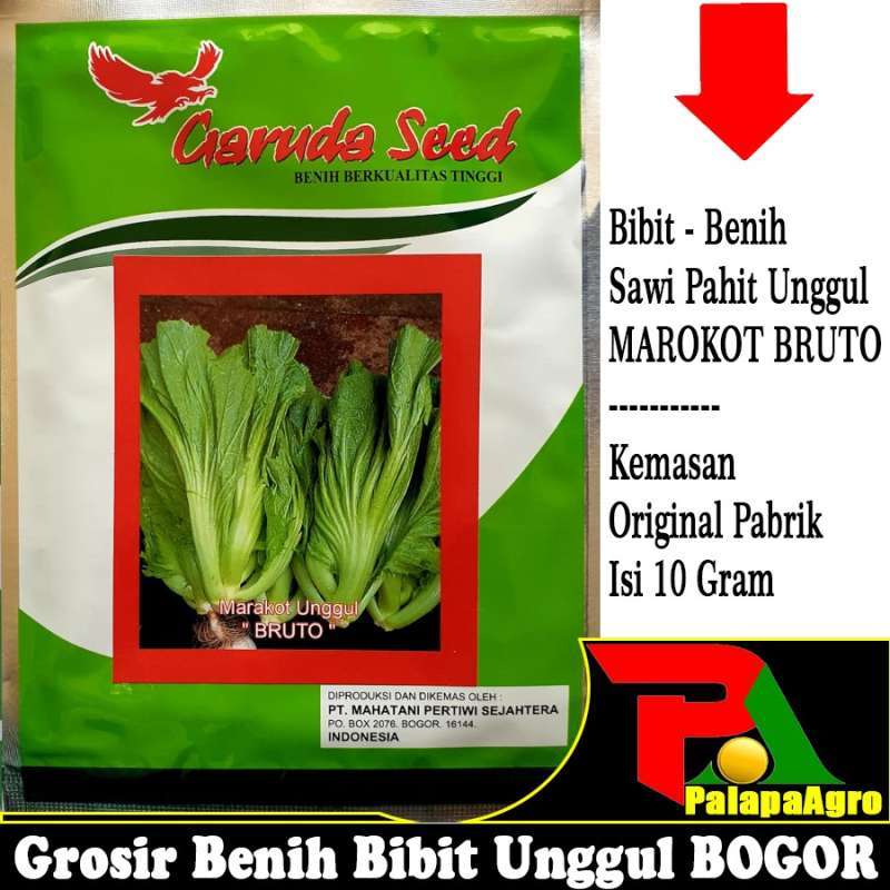 Jual Benih Sawi Pahit Marokot Bruto - Bibit Sawi Pahit Unggul di Seller ... Jual Benih Sawi Pahit Marokot Bruto - Bibit Sawi Pahit Unggul di Seller ...