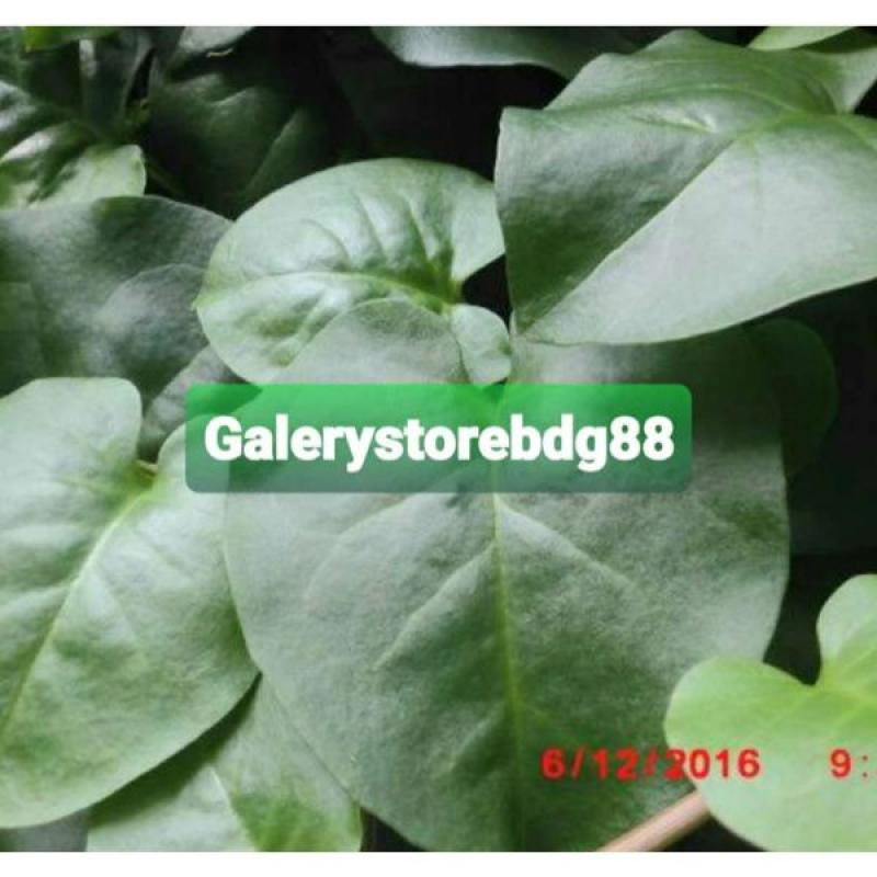 Daun Binahong Lengkap Harga Terbaru Juni 2024 | Blibli