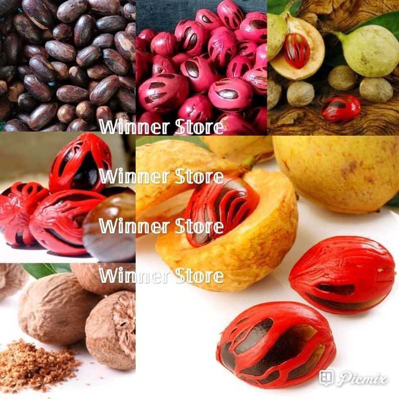 Jual 500 gram herbs and spices buah pala polo myristica fragrans houtt ...