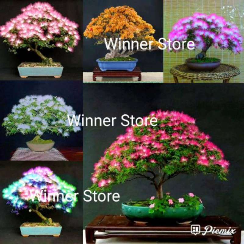 Jual 10 biji suar kihujan baujan ambon munggur samanea saman trembesi ...