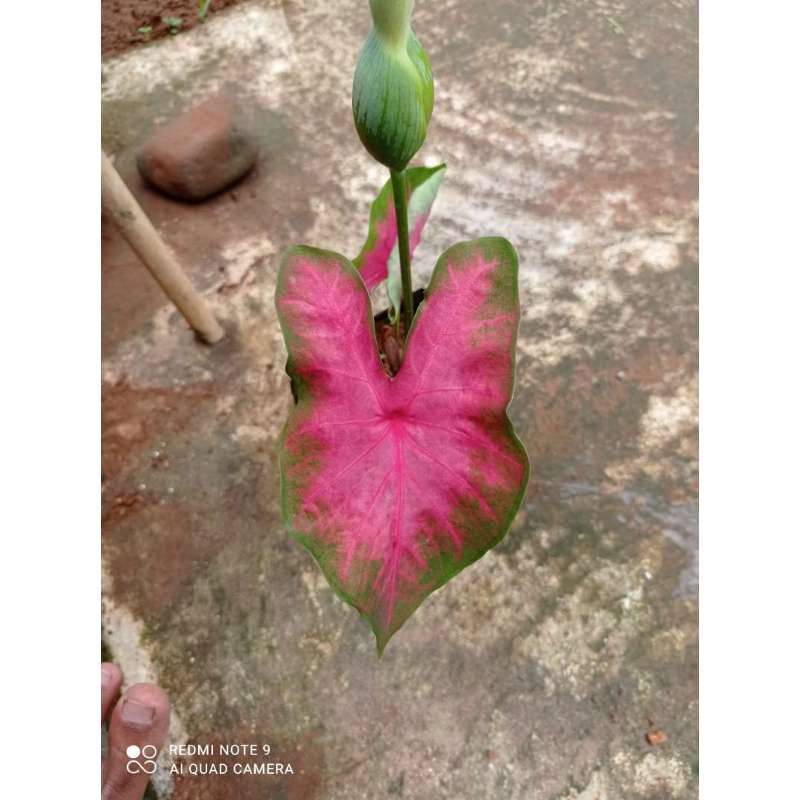 Cara Merawat Keladi Serta Jenis-Jenis yang Perlu Kamu Tahu!