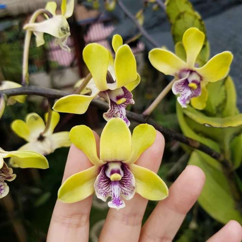 Promo dendrobium violaceoflavens sp atau anggrek besi papua Benih ...