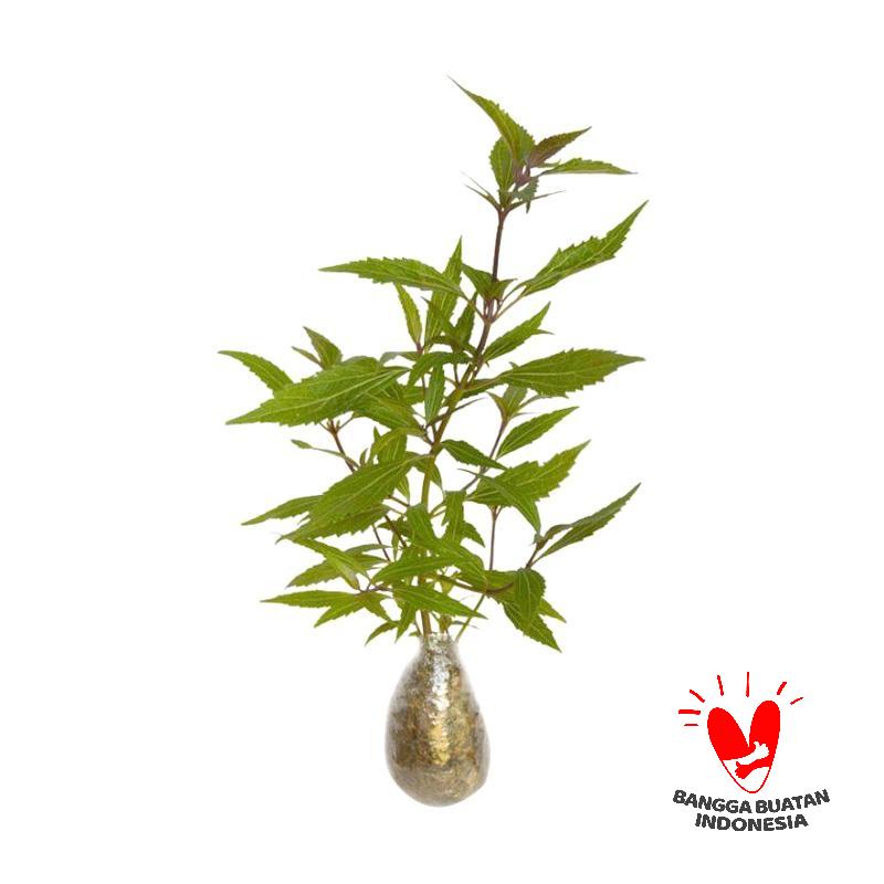 Jual Kebun Bibit Urang - Aring Bibit Tanaman di Seller KEBUNBIBIT ... Jual Kebun Bibit Urang - Aring Bibit Tanaman di Seller KEBUNBIBIT ...