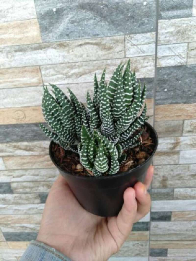 Jual Sukulen Haworthia Reinwardtii Zebra Wart Cluster di Seller Ayra ...