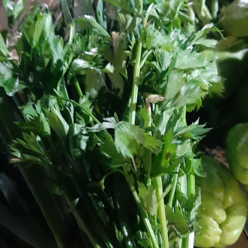 Jual Daun seledri/selederi 1kg (1000g) di Seller VANANA - Kramat Jati ...