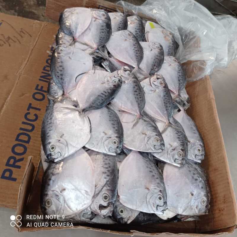 Jual Ikan Semar Etem 10 Kg di Seller ozanfoods jakarta utara - Gondrong ...