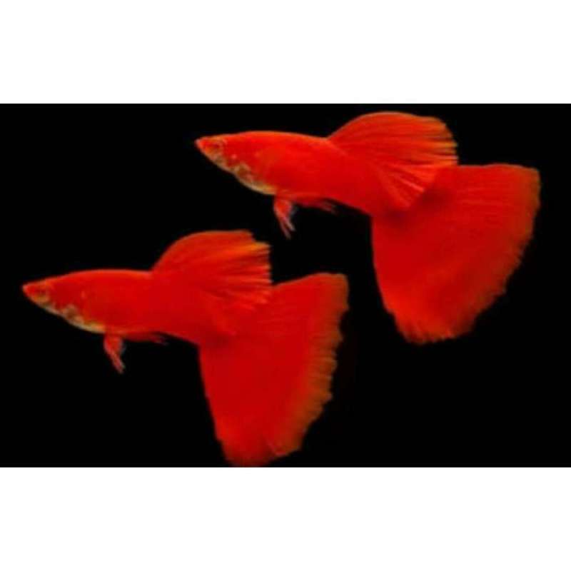 Jual ikan hias guppy AFR albino full red pasangan di Seller SemiAquatic - Duren Seribu, Kota ...