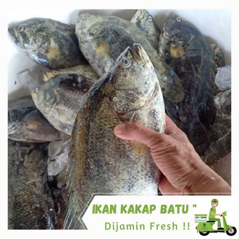 Jual Ikan Kakap Batu 1 Kg Di Seller Ozanfoods Jakarta Utara - Gondrong ...