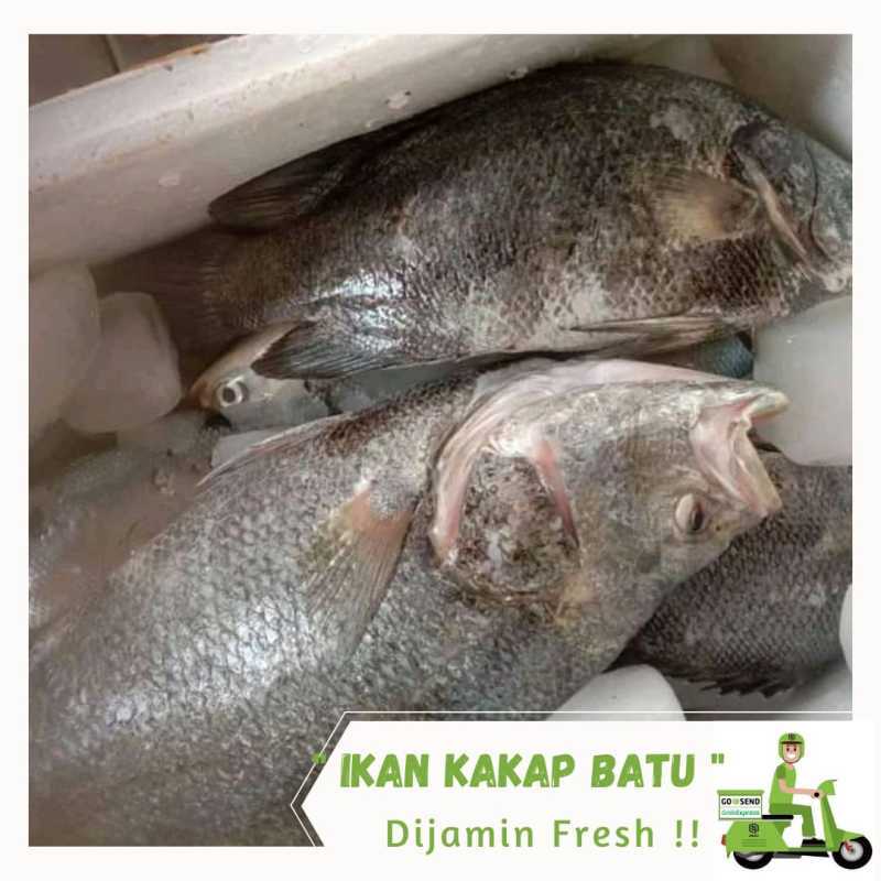 Jual Ikan Kakap Batu 1 Kg Di Seller Ozanfoods Jakarta Utara - Gondrong ...