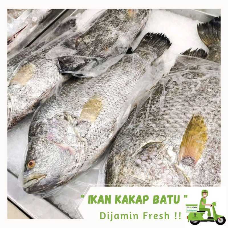 Jual Ikan Kakap Batu 1 Kg Di Seller Ozanfoods Jakarta Utara - Gondrong ...