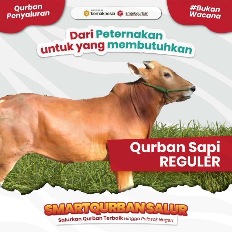 Jual Qurban Sapi Ternaknesia REGULER di Seller Ternaknesia - Dr. Sutomo ...