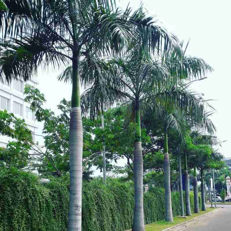 Jual pohon palem raja-pohon palem di Seller Alfatih flora - Sasak ...