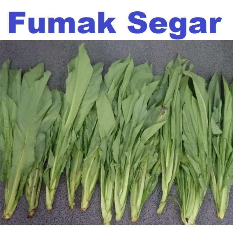 Jual 500gr Sayur Fumak Segar Makanan Tortoise Sulcata Aldabra Radiata ...