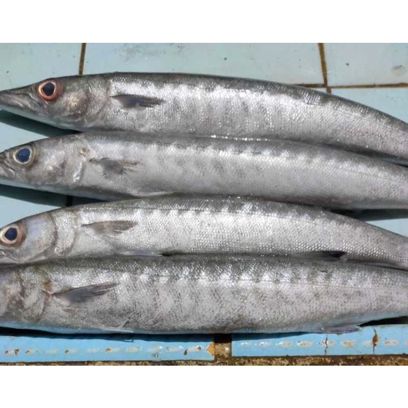 Promo Ikan Kacang-Kacang Segar 1 Kg Diskon 10% di Seller ikantukang15 ...