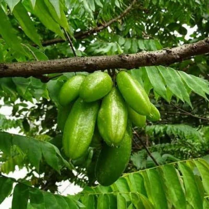 Jual Bibit Pohon Belimbing Sayur - Tanaman Buah Belimbing Wuluh Buluh Asam Di Seller Agro Bibit ...