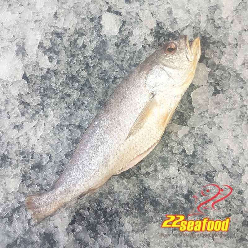 Jual Ikan Samge 500gr, buang sisik, isi perut dan insang - 22 Seafood ...