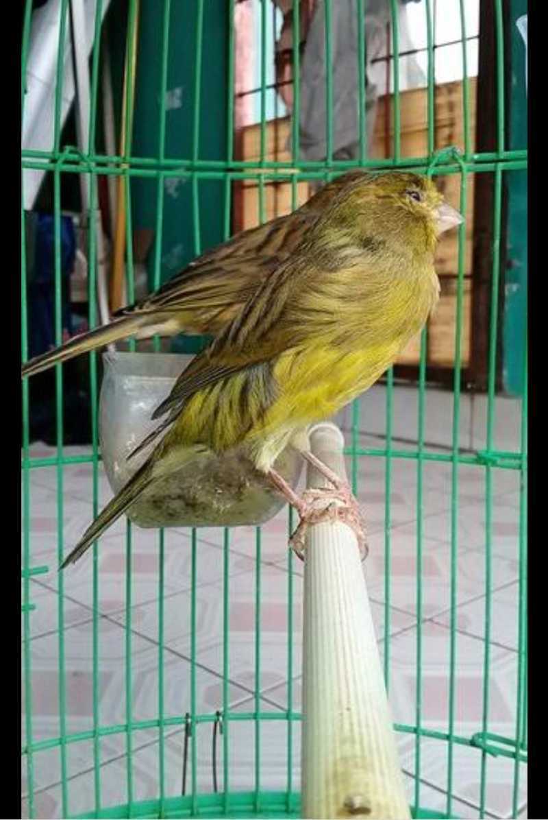 Burung Kenari F1