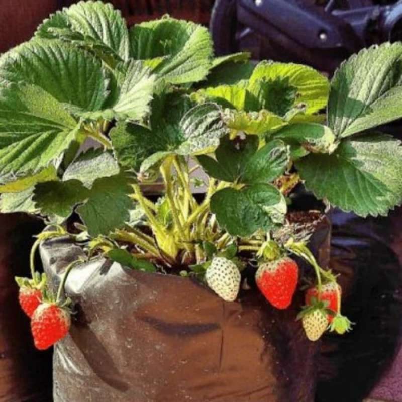 Jual Pohon Strawberry - Bibit tanaman Buah Stroberi di Seller pusat ...