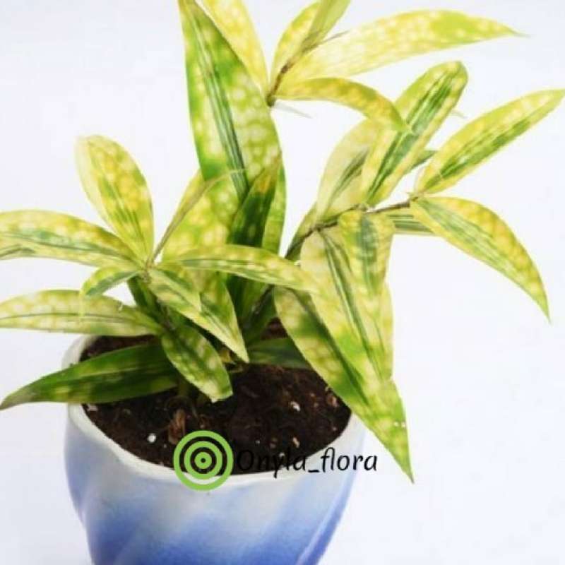 Promo Tanaman Dracaena Gold Hias Indoor Gantung Mini Dracena Golden ...