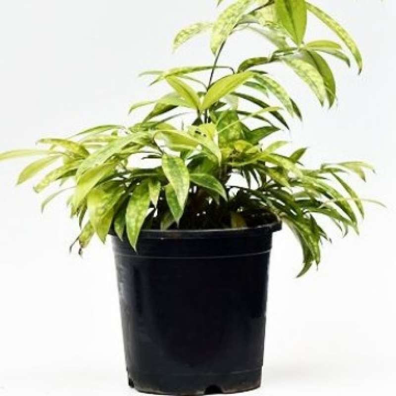 Promo Tanaman Dracaena Gold Hias Indoor Gantung Mini Dracena Golden ...