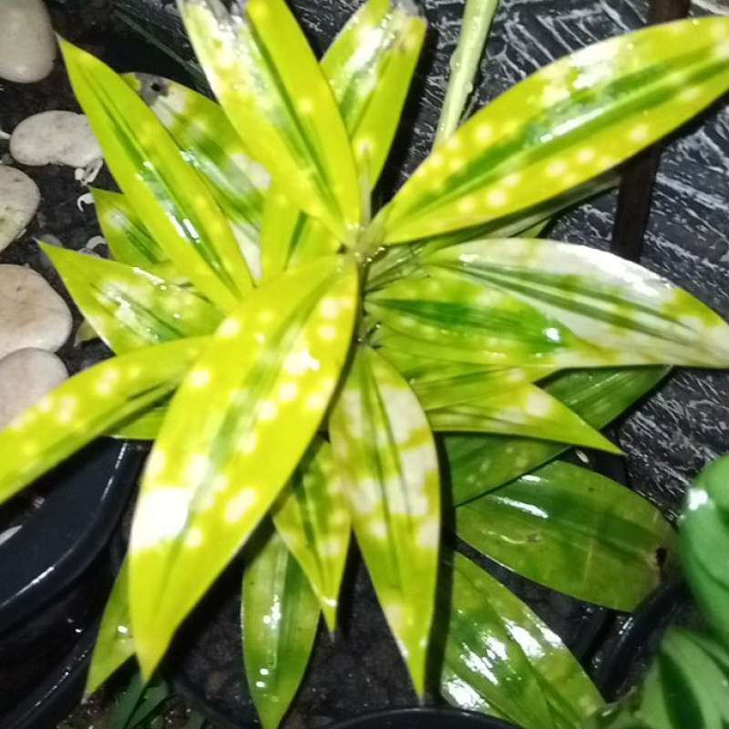 Promo Tanaman Dracaena Gold Hias Indoor Gantung Mini Dracena Golden ...