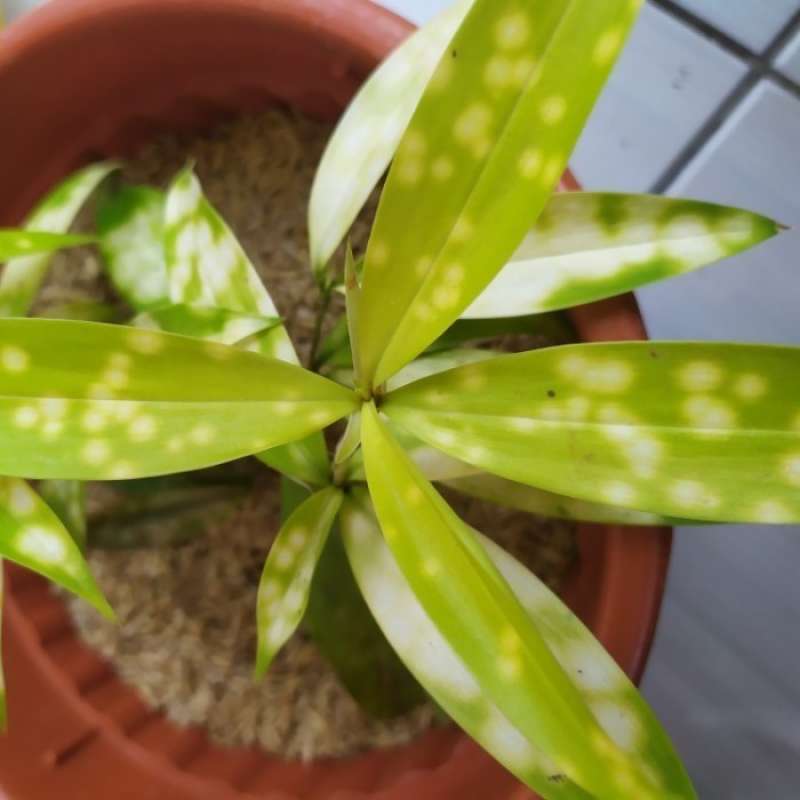 Promo Tanaman Dracaena Gold Hias Indoor Gantung Mini Dracena Golden ...