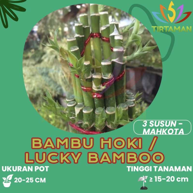 Promo bambu hoki tanaman air / lucky bamboo Diskon 10% di Seller ...