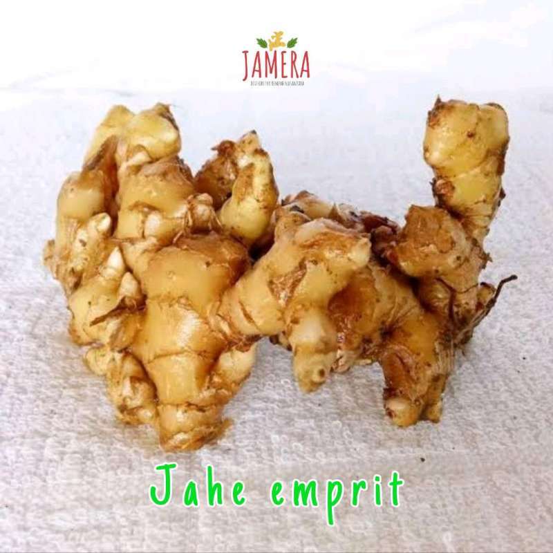Promo Jahe Emprit Segar 1 kg Diskon 20% di Seller Jahe Merah Nusantara - Parungpanjang, Kab ...