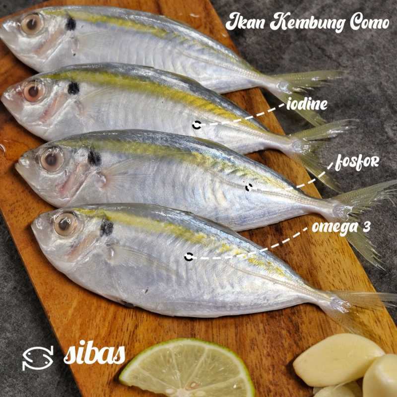 Jual Ikan Kembung Como - Fresh Segar Premium 300-350 Gram Halal Di ...