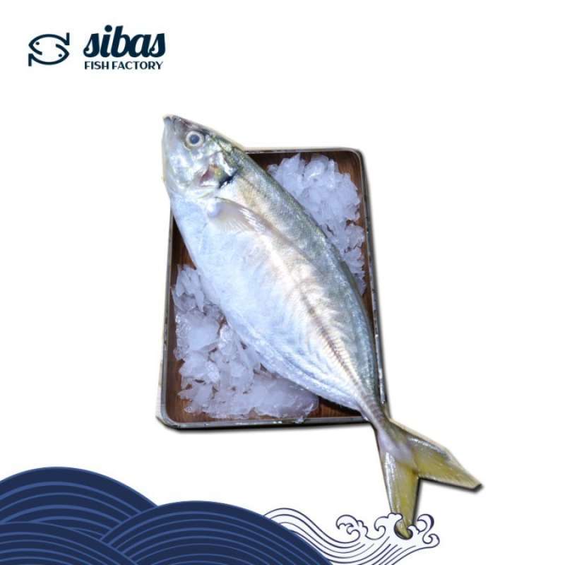 Jual Ikan Kembung Como - Fresh Segar Premium 300-350 Gram Halal Di ...