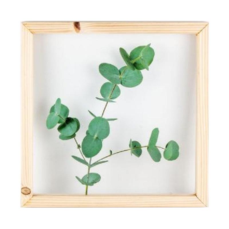 Jual Seruni Living Daun Eucalyptus 30 Acrylic Wall Dekorasi Dinding Di ...