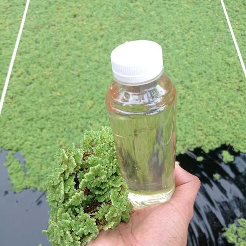 Jual Ekstrak air Azolla | Vitamin untuk tanaman air Azolla lemna wolfia ...