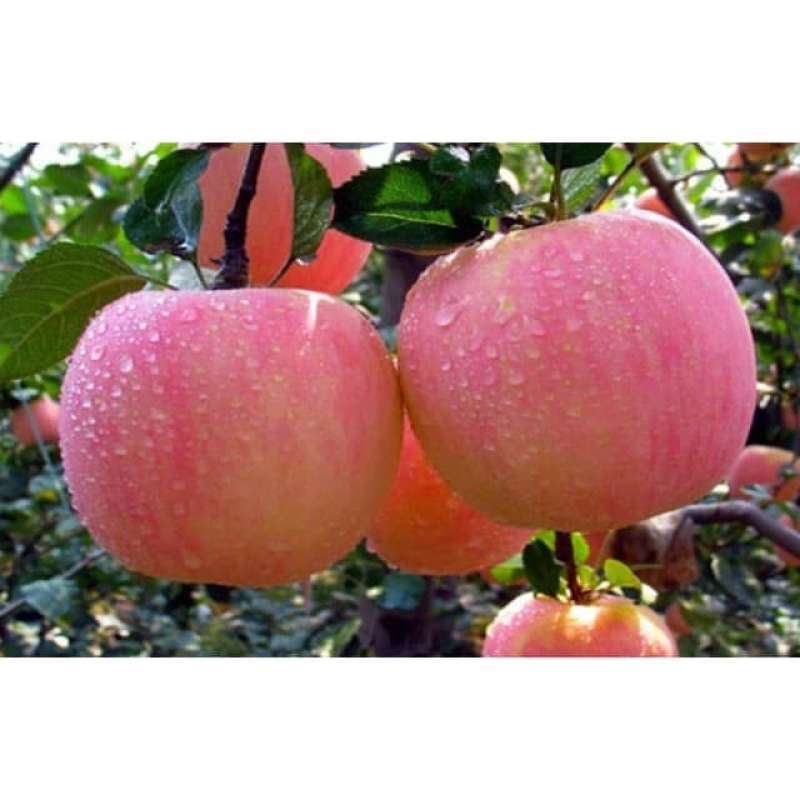 Jual Asli! Bibit tanaman buah apel pink honey okulasi siap berbuah di ...