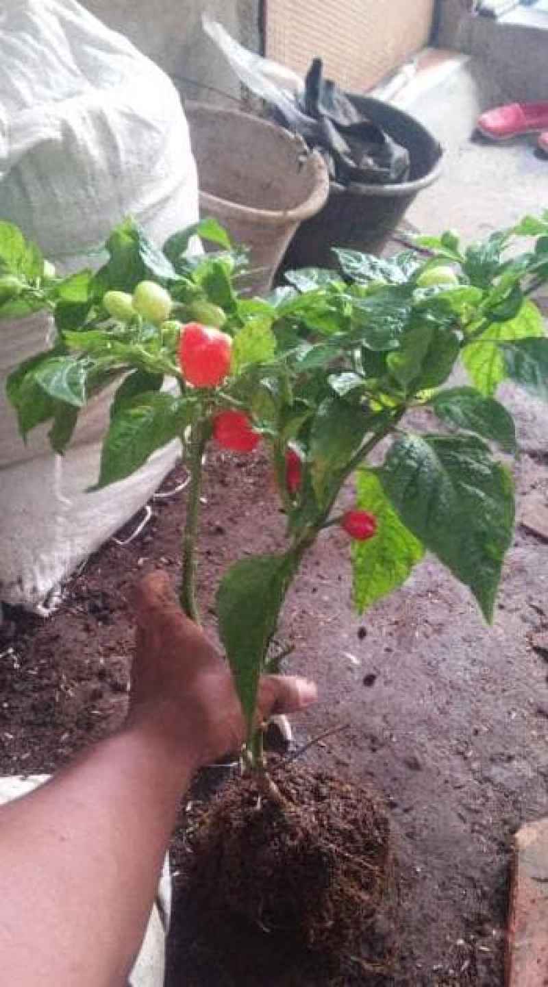 Jual TERLARIS Bibit Tanaman Buah Cabai Belimbing/Cabe Gendot/Cabai ...