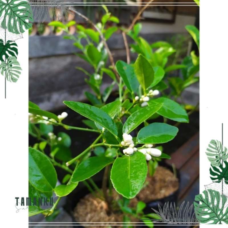 Jual Bibit tanaman jeruk pecel / jeruk nipis di Seller tanisubur03 ...