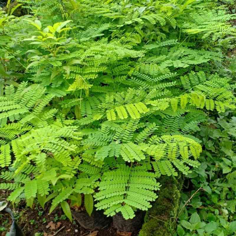 Promo Paket 5 bibit tanaman pohon flamboyan merah Diskon 10% di Seller ...