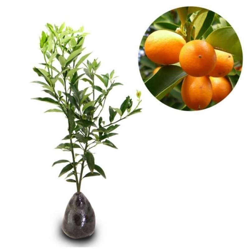 Jual Bibit Tanaman Buah Jeruk Nagami 60cm di Seller bibitanas03 ...