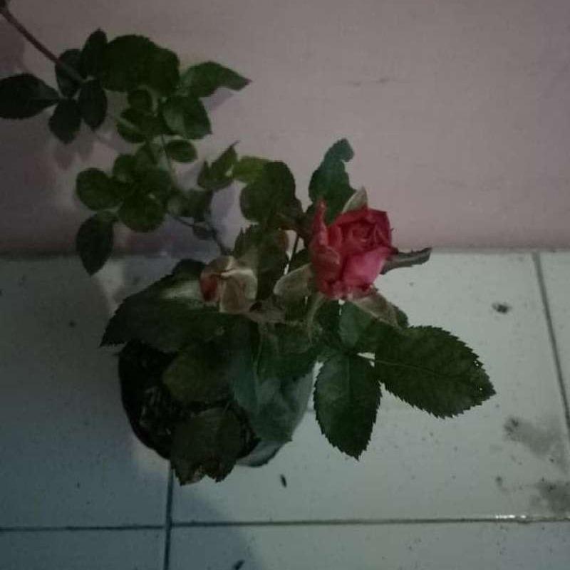Jual ^^%% Bunga mawar merah -bibit tanaman HIDUP bukan biji- berbunga ...