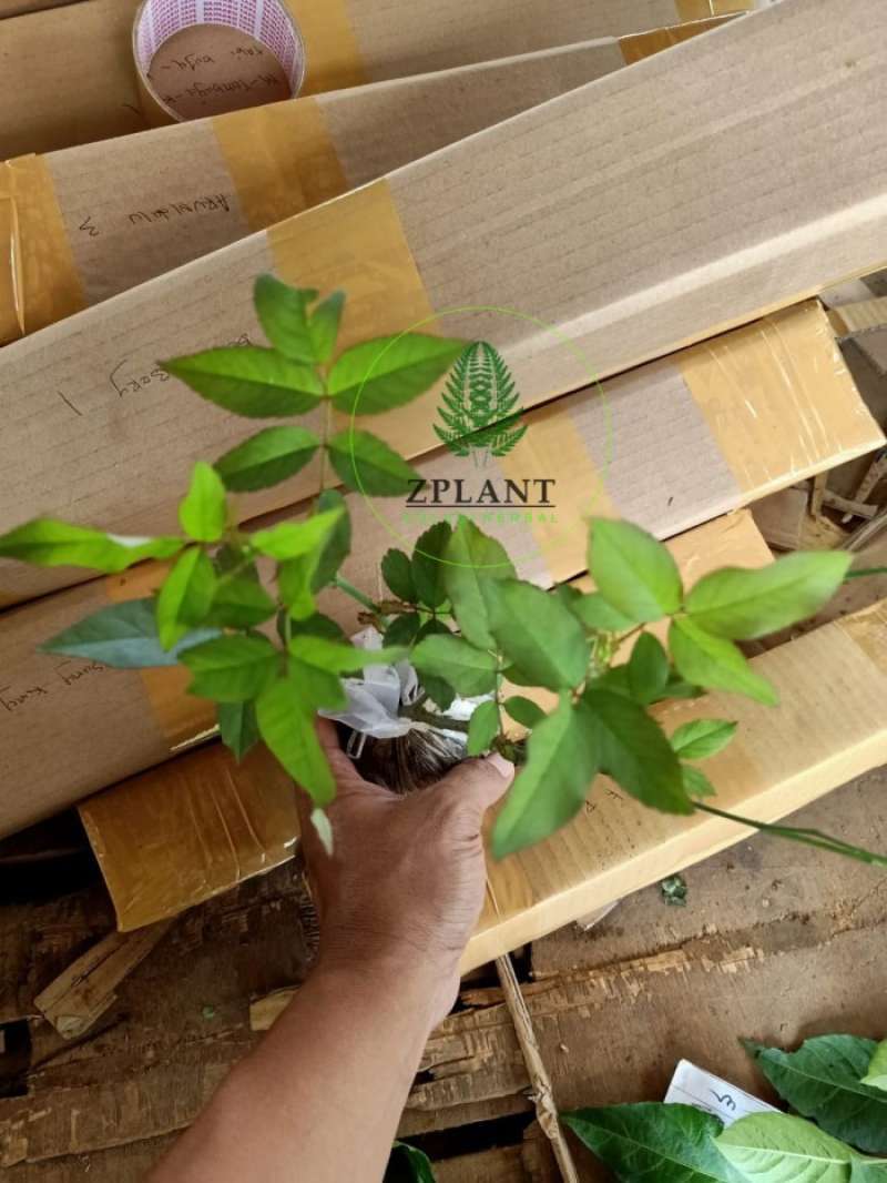 Jual Bibit Pohon Bunga Mawar Rambat Pink Tanaman Hias Climbing Rose ...