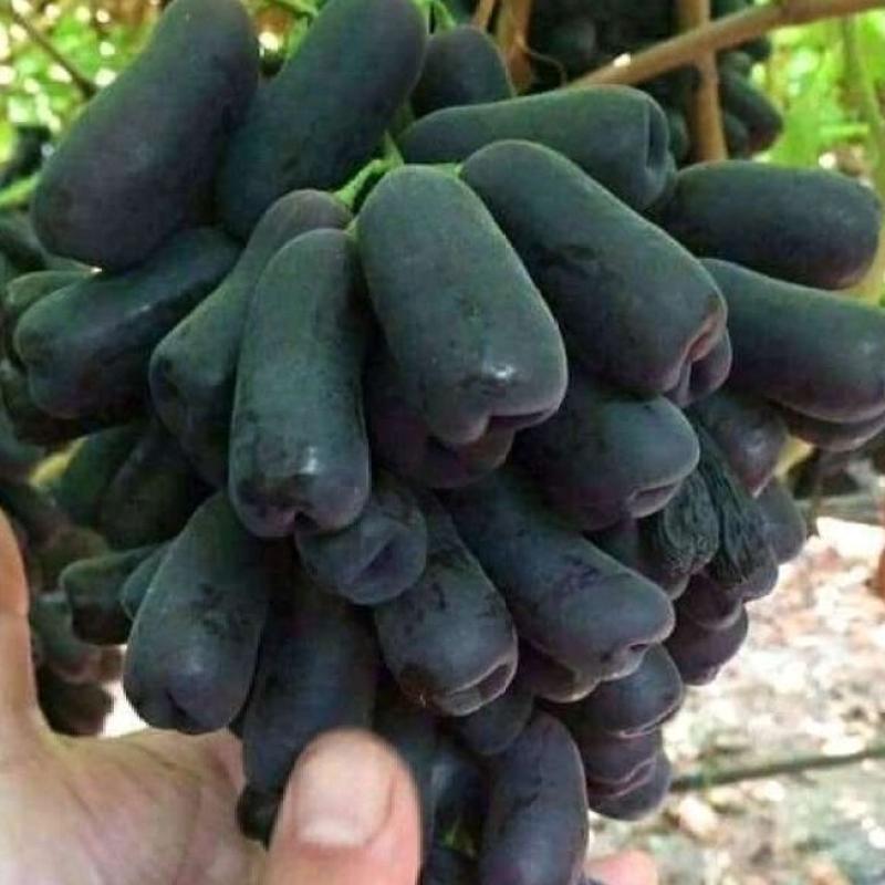 Promo bibit tanaman anggur import jenis MOONDROP hasil grafting Diskon ... Promo bibit tanaman anggur import jenis MOONDROP hasil grafting Diskon ...
