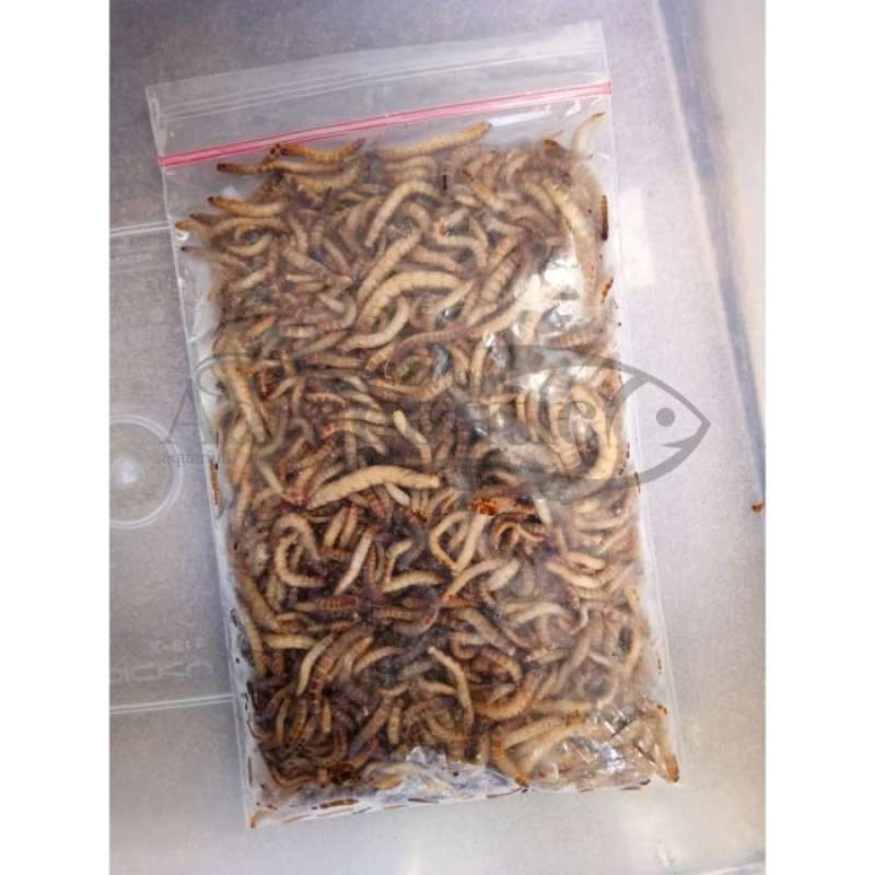 Jual Pakan Ulat Jerman Termurah - Harga Grosir Terupdate Hari Ini | Blibli