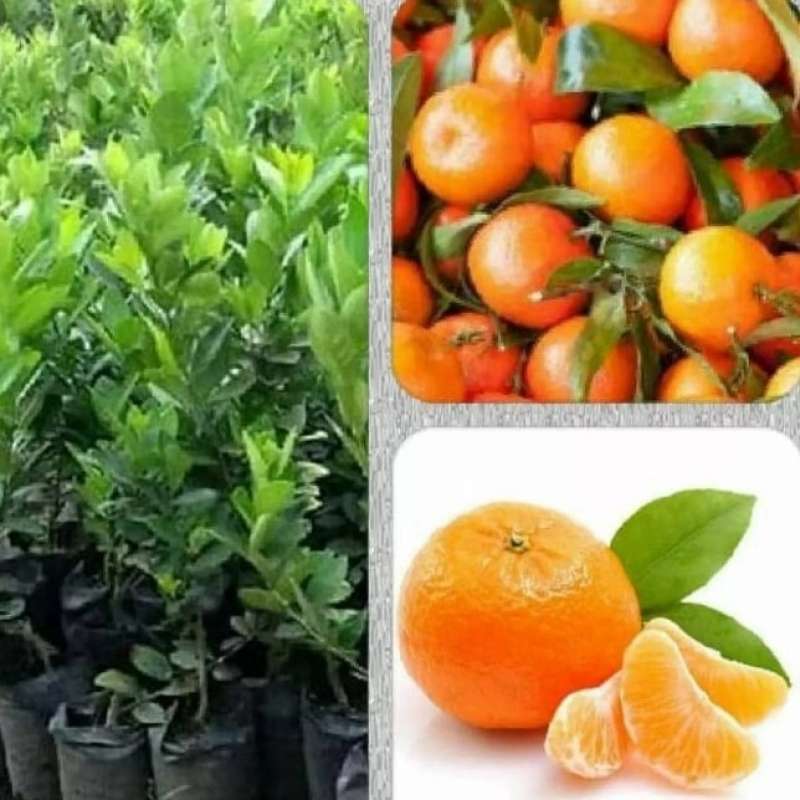 Pohon Jeruk Mandarin Kecil