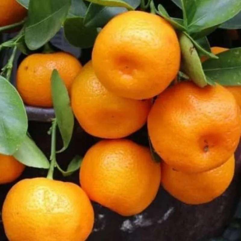 Pohon Jeruk Mandarin Kecil