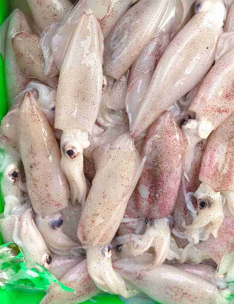 Jual Cumi-cumi Sero Segar Fresh Halal di Seller Fikri Food - Pengasinan ...
