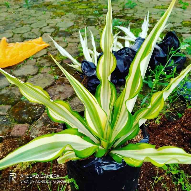Jual Tanaman Agave variegata-Agave Putih di Seller Abidzargardens22 ...