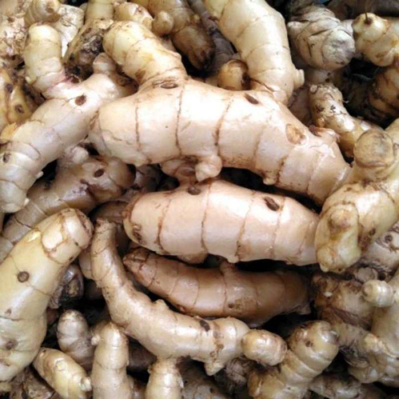 Promo 1 kg TEMU PUTIH SEGAR CURCUMA ZEDOARIA FRESH KUNYIT KUNIR PUTIH ...