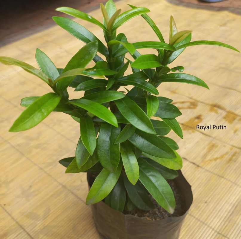 Jual Tanaman Soka Merah 💯 Harga Murah & Kualitas Terbaik April 2026