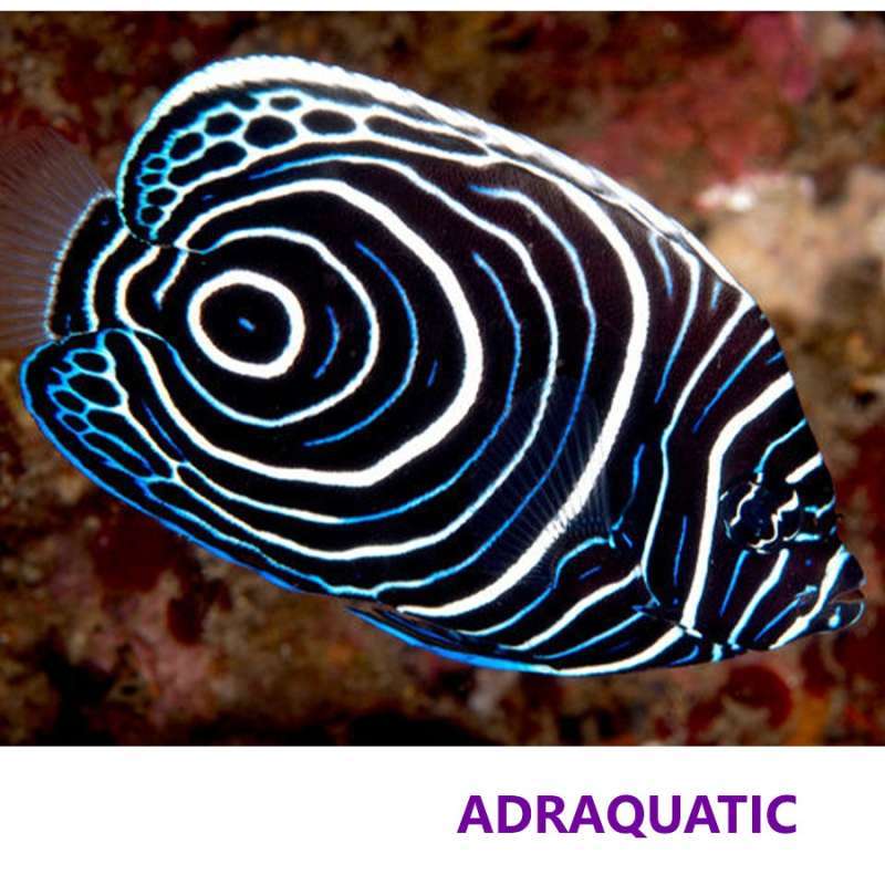 Jual IKAN HIAS AIR LAUT BLUESTONE KORAN EMPEROR ANGELFISH POMACANTHUS ...