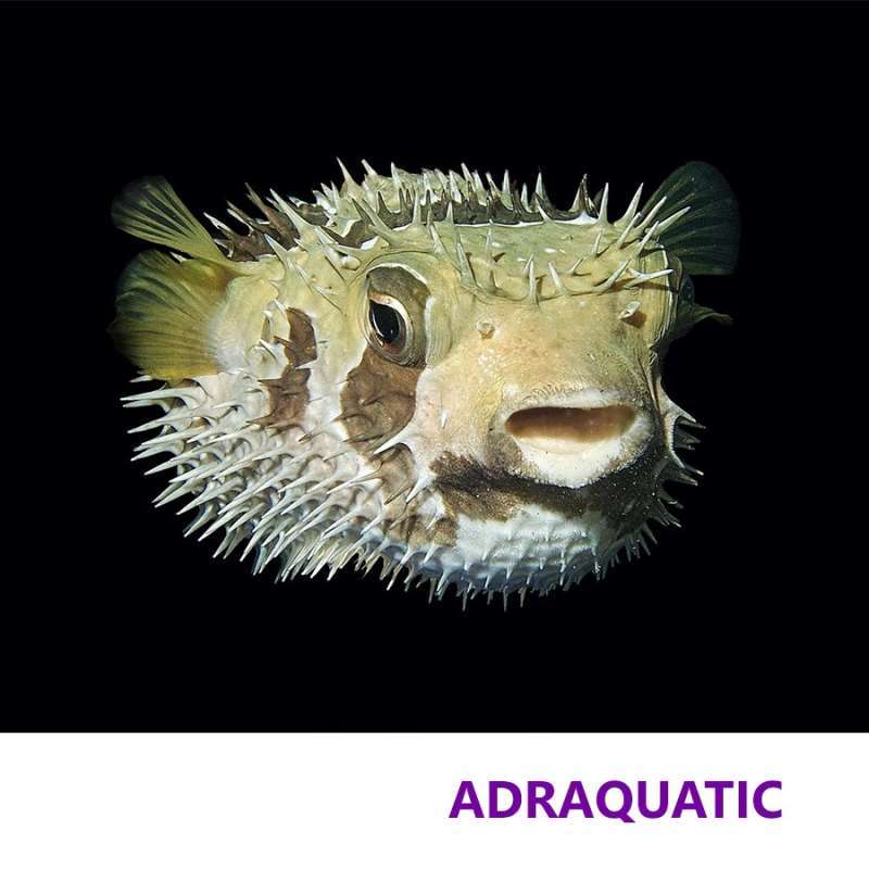 Jual IKAN HIAS AIR LAUT BUNTAL DUREN PUFFER BUNTEL PUFFERFISH PUFF di ...